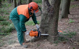 Ausbildung zum Forstwirt: Gehalt und freie Stellen